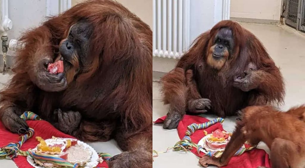 World Oldest Orangutan Celebrates Her 63rd Birthday – Elizabethblog