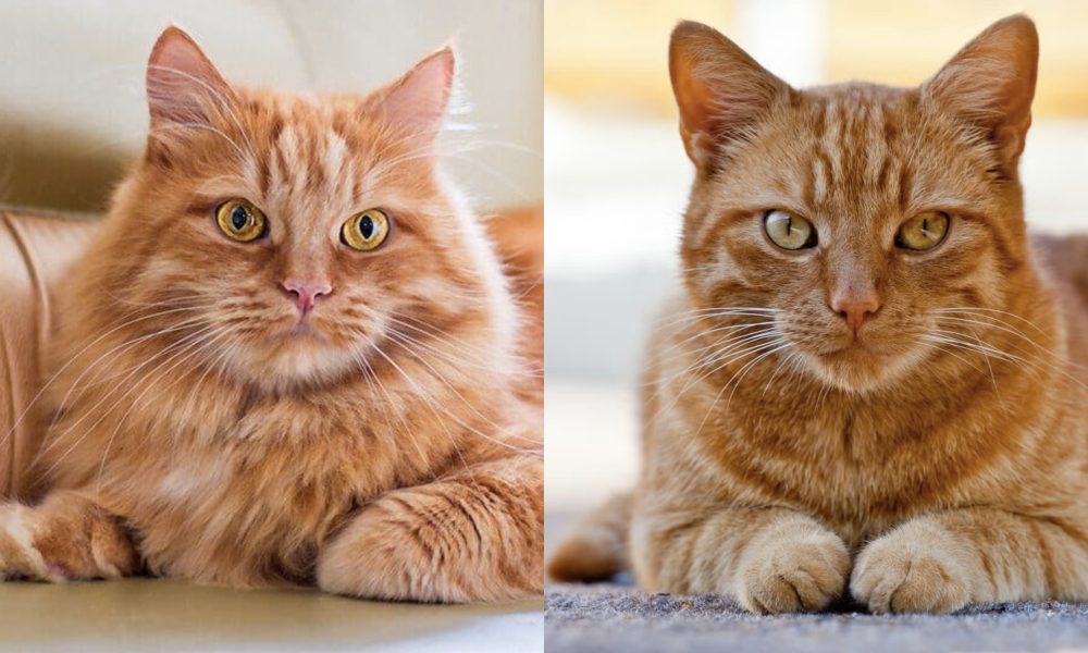 Woman Cries Out, Loses Job After Her Cat Accidentally Sends Resignation ...