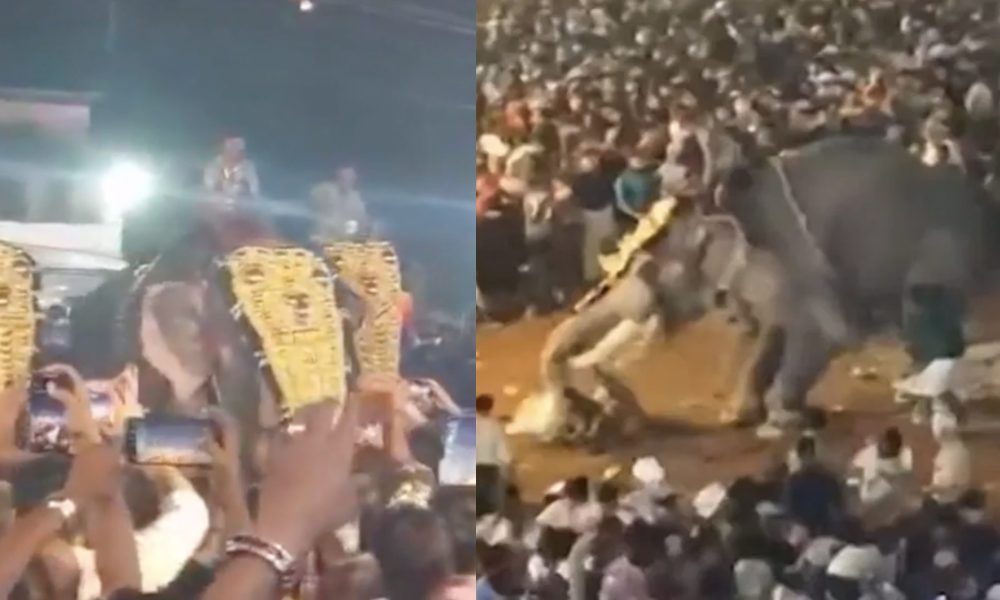 Elephants Attack Crowd During A Festival In India – Elizabethblog